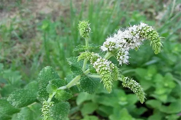 brauchen dauerhaft