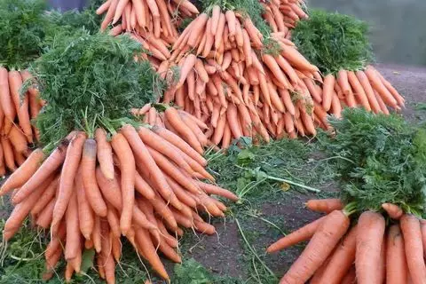 Varieti morkovia.