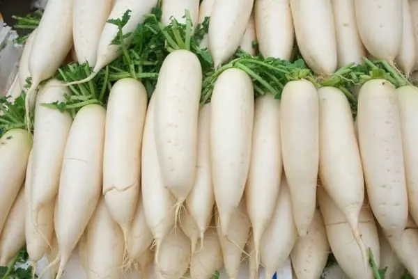 צנון daikon.