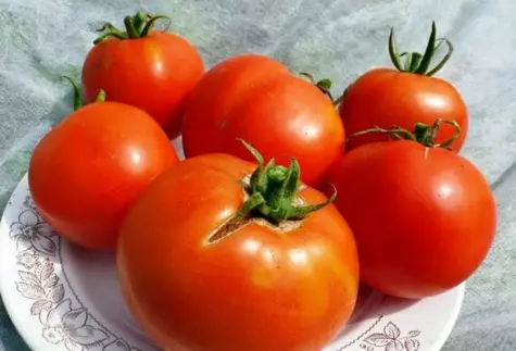 Tabakda pomidor labrador