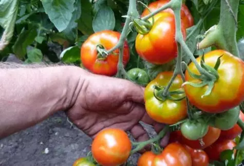 Arbustos tomate labrador.