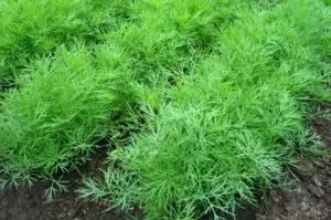 Description of the variety of Ukrop Dill, recommendations for cultivation and care