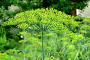 How to put dill in open ground seeds to quickly climbed