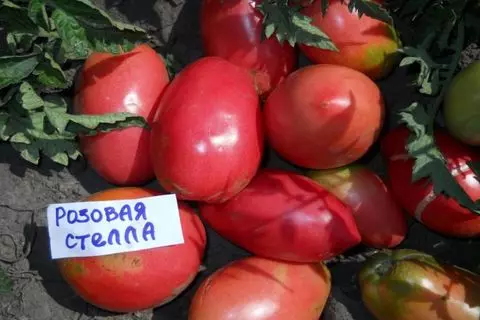 Tomato rozkolora