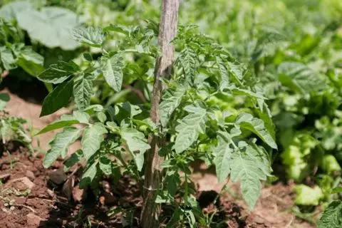 Pomidor ko'chatlari