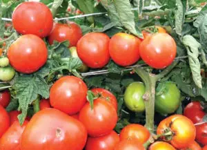Karakteristik ak deskripsyon nan varyete wa Varyete tomat la, sede li yo