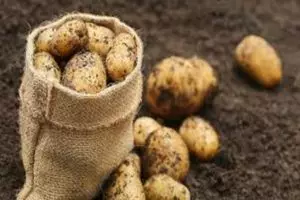 Si të mbillni patate për të marrë një të korrave të mirë?