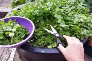 Jak zvýšit koriandr v zimě na parapetu semen doma