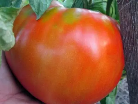 Aparencia Rei de tomate dos xigantes