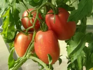 Pomidorų grandeno pomidorų grandės charakteristika ir aprašymas, jo derlius