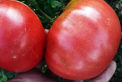 Vintage tomati kuningas hiiglased
