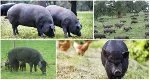 Paghulagway sa mga baboy sa Breed Breed sa Iberian, ang mga lagda alang sa ilang sulud ug pagpanganak