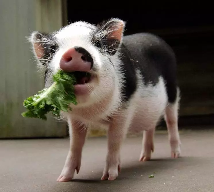 Piggy Eats.