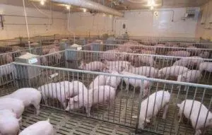 Koliko možete zadržite svinje u ličnoj pomoćnoj farmi, normima i zahtjevima