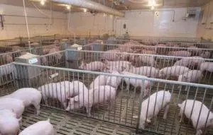 Magkano ang maaari mong panatilihin ang mga pigs sa isang personal na subsidiary farm, norms at mga kinakailangan