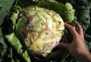 Diseases and pests of white cabbage and the fight against them