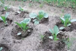 Description Cabbage of Belarusian, Features Growing and Care