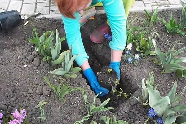 Clematis Transplantation