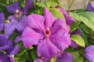 বর্ণনা এবং জ্যাকমা clematis, অবতরণ এবং যত্ন নিয়ম বৈশিষ্ট্য