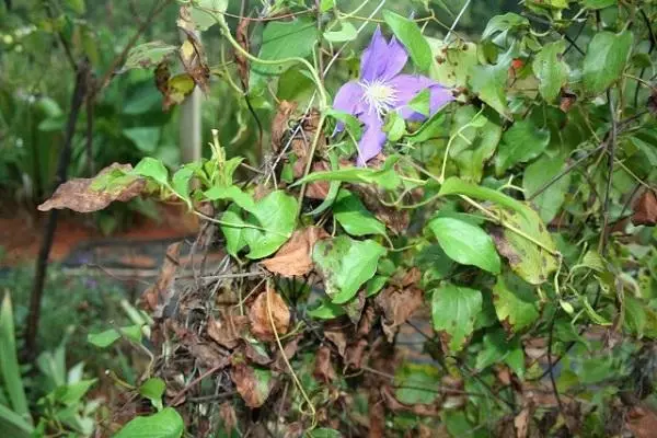 Flower Fusariosis