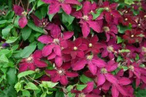 Disgrifiad a thyfu amrywiaeth Clematis Ernest Marcham, tocio grŵp