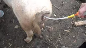 Types et méthodes d'insémination artificielle des porcs à la maison