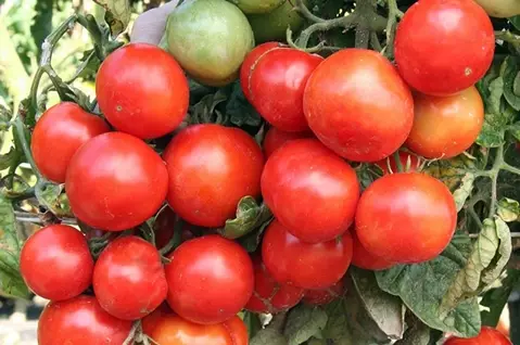 Tomato bushes Ural n'oge