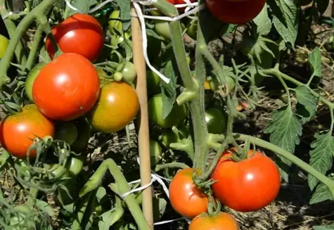 Tomato Ural fiandohan'ny zaridaina