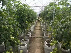 Varieties of the best and yields tomato for the Urals in the greenhouse