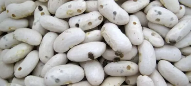 Bugs yn Beans