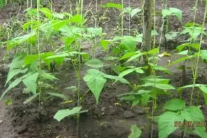 Rośnie i dbać o fasolę szparagową w otwartej glebie