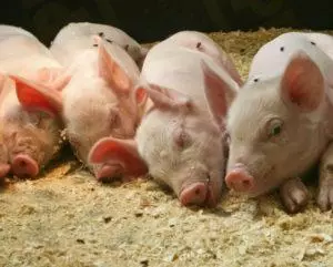 Prednosti i nedostaci leđa s bakterijama za svinje, vrste i brigu za njih
