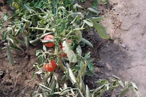 Fusariosis Tomato bushes