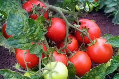 Family tomato bushes