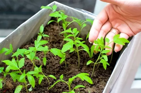 Benih tomato di dalam kotak