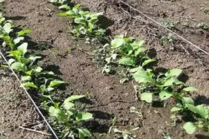 Како и кога да се засади, расте и да се грижи за ротквица во отворената почва