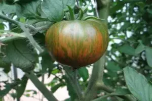 Pomidorų klasė didelė dryžuota Caboran, jo charakteristika ir derlius