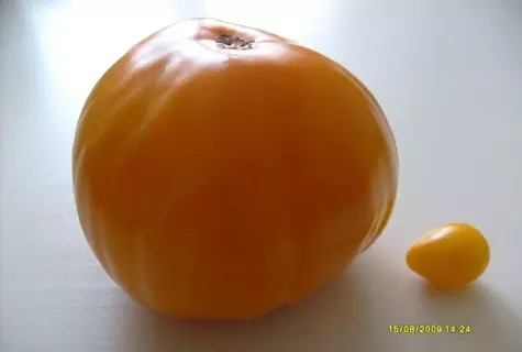 зовнішній вигляд томату Медовий гігант