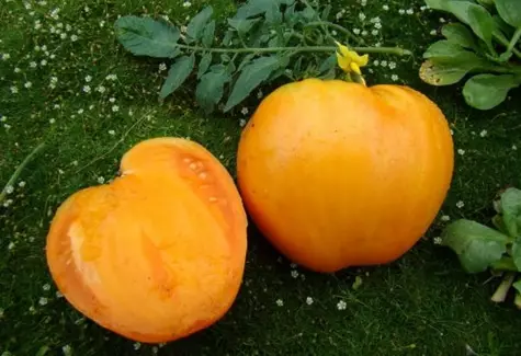 томат Медовий гігант в городі