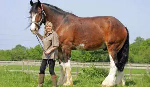 Descriptions des plus grandes races de chevaux et de porte-dossiers célèbres en hauteur et en poids
