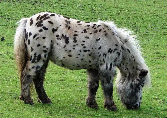 Mini hobune
