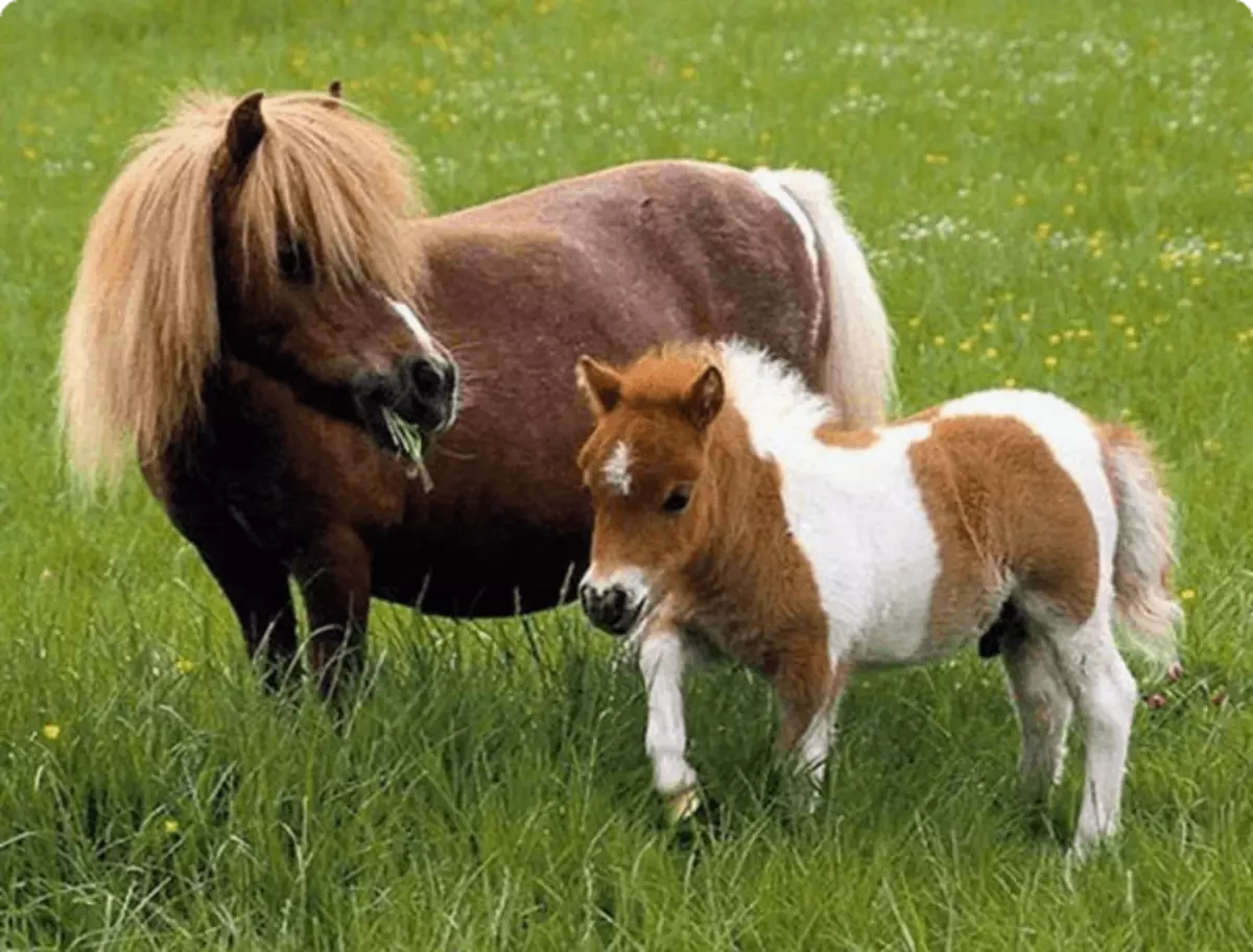 Mini Horse.