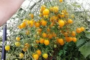 Charakteristiky a popis Tomato Ildi