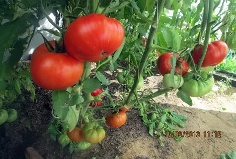 Bushes of tomato mamont
