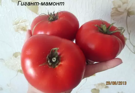 מראה עגבניות ממותה