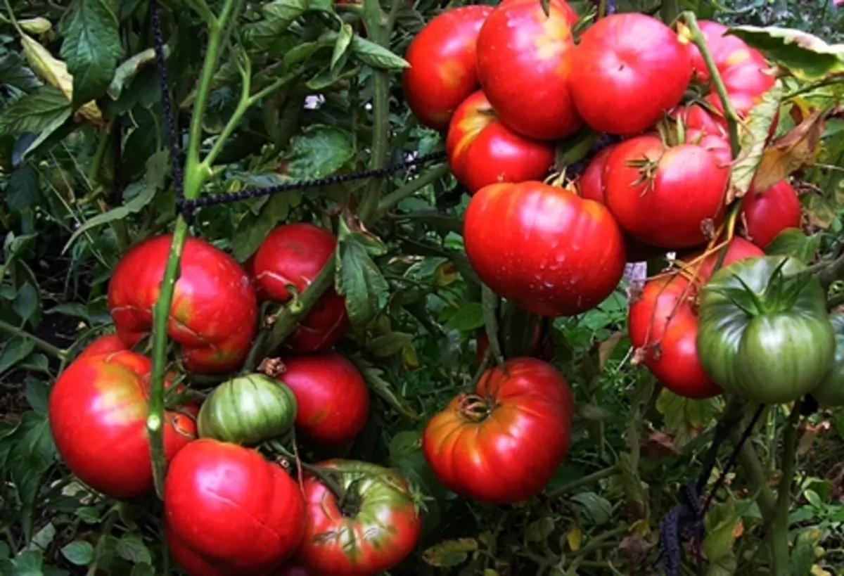 שיחי עגבניה ממותה באדמה פתוחה