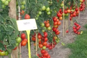 Beskrywing van die opbrengs Verskeidenheid Tomatoets Toets F1 en die verbouing daarvan