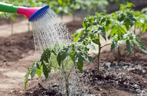 टोमॅटो bushes पाणी पिण्याची