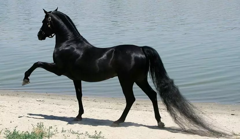 Cheval arabe