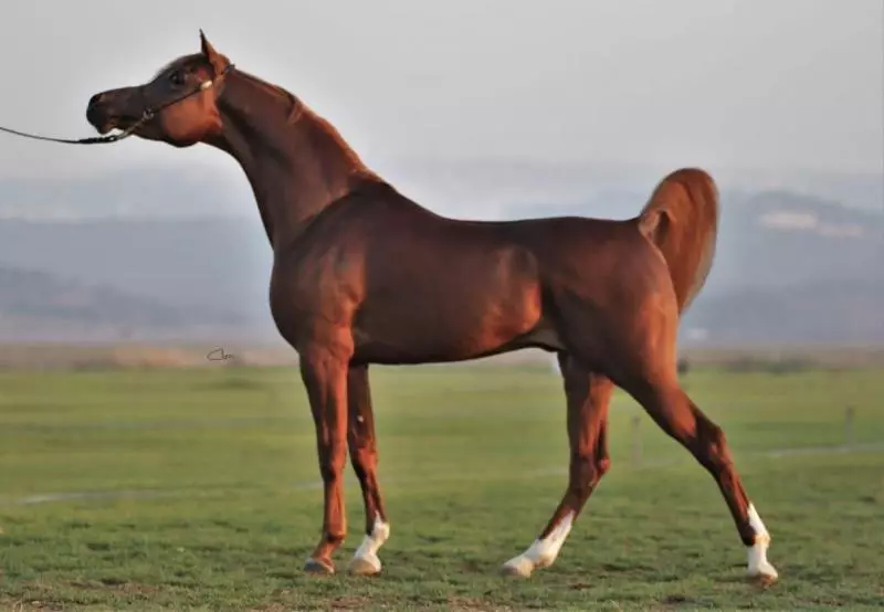 Cheval arabe